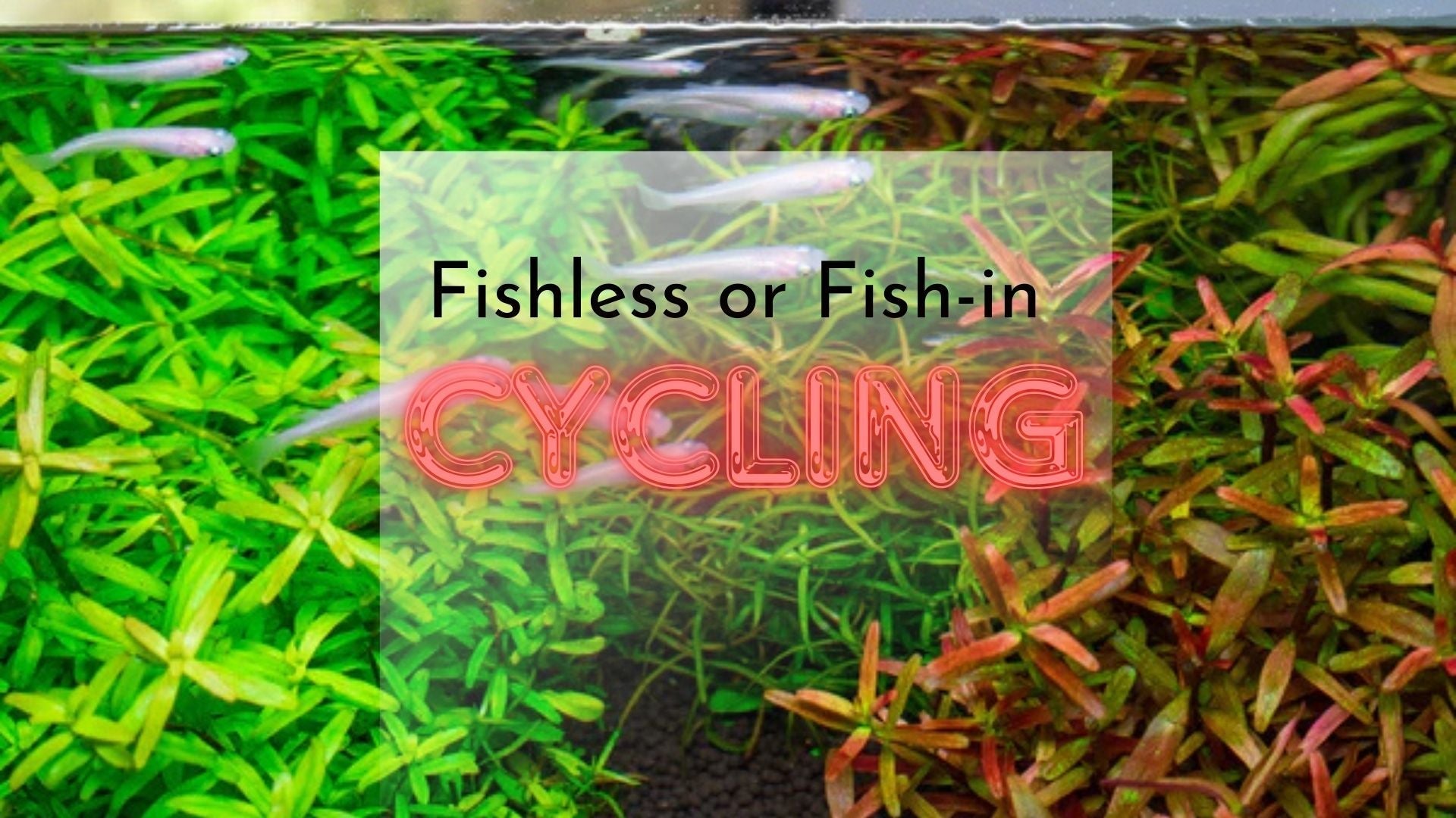 Fishless or Fish-in Cycling: Which is Right for You? – School Of Scape