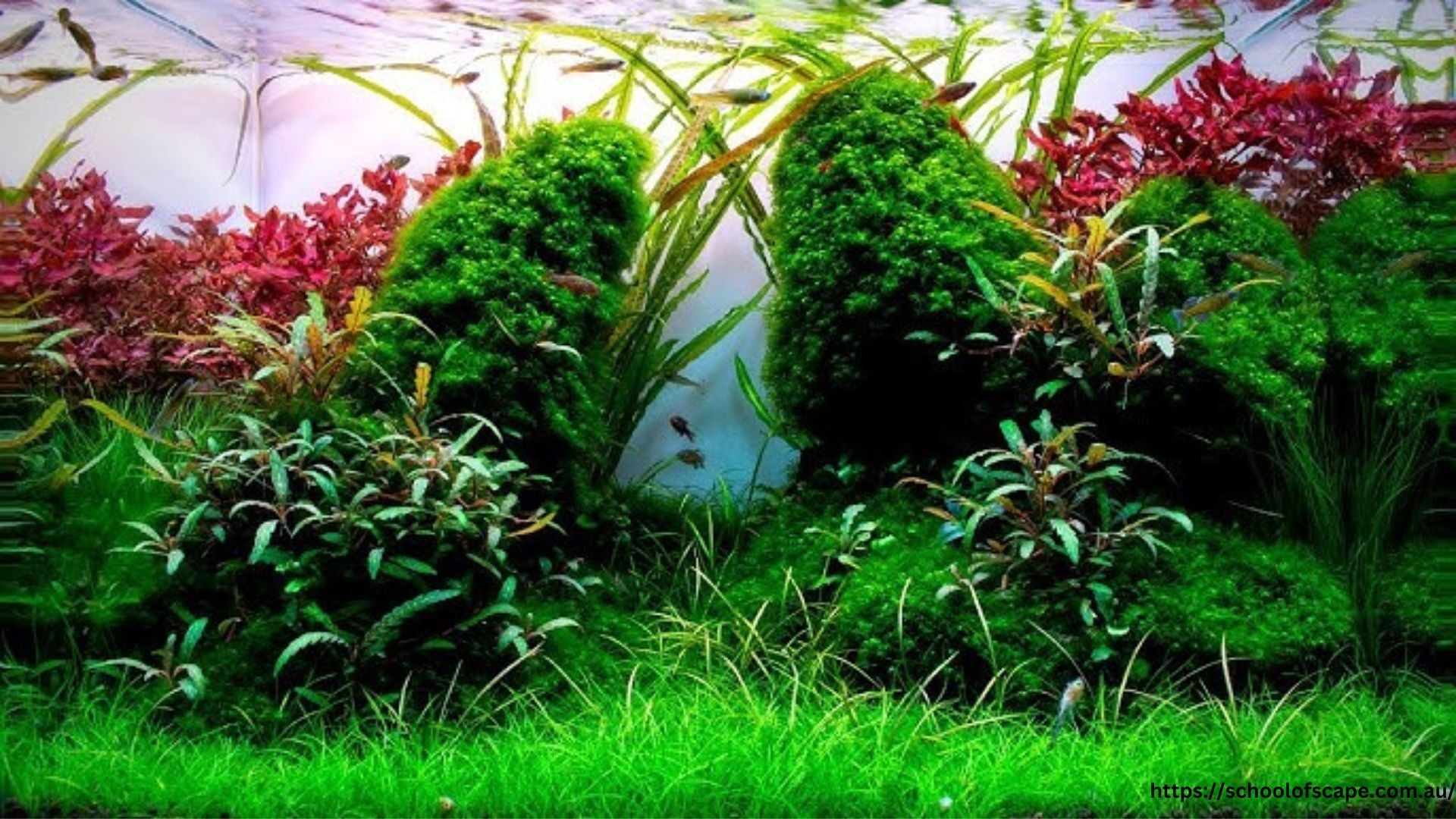 Top 5 Aquascaping Trends: Innovative Ideas for Your Aquarium – School ...