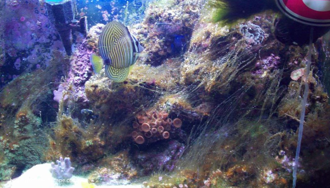 Nuisance Algae Identification and How to Treat Them – School Of Scape