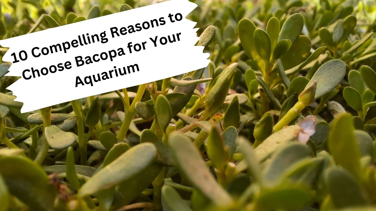 10 Compelling Reasons to Choose Bacopa for Your Aquarium – School Of Scape