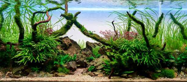 Biotope Aquascaping Guide | Recreate Natural Aquatic Habitats | School ...