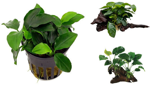 How to Take Care of Anubias Plants in Your Aquarium Properly – School ...