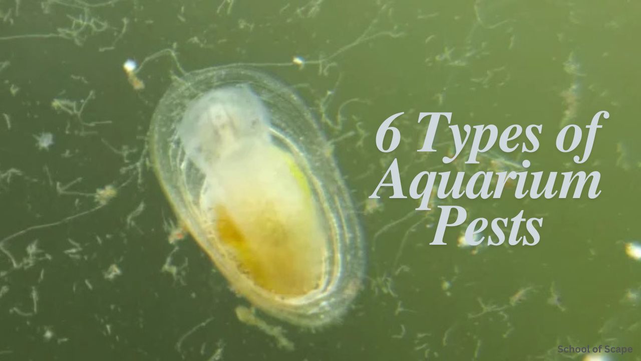 6 Aquarium Pests: How to Identify and Control Them – School Of Scape