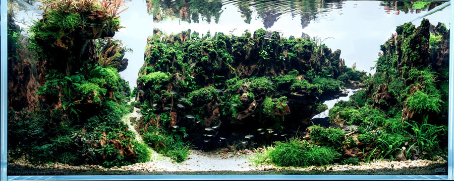 Buy Best Dragon Stone In Low Price (Ohko Stone) for Aquarium – School ...
