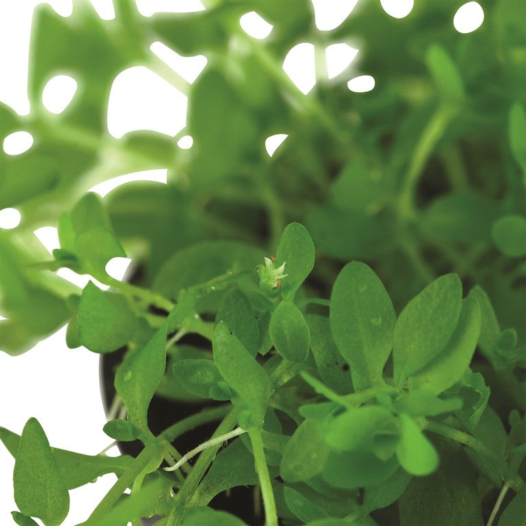 Hemianthus micranthemoides (Pearl Weed) - Aquarium Plant | School Of Scape