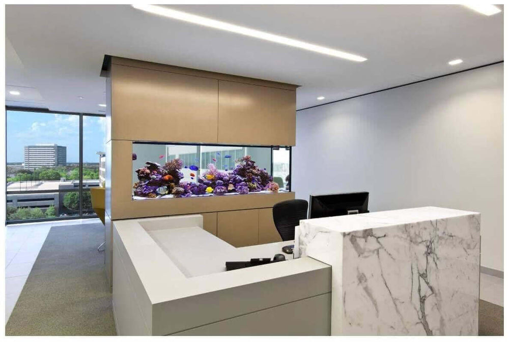 Aquascape Design & Maintenance – School Of Scape